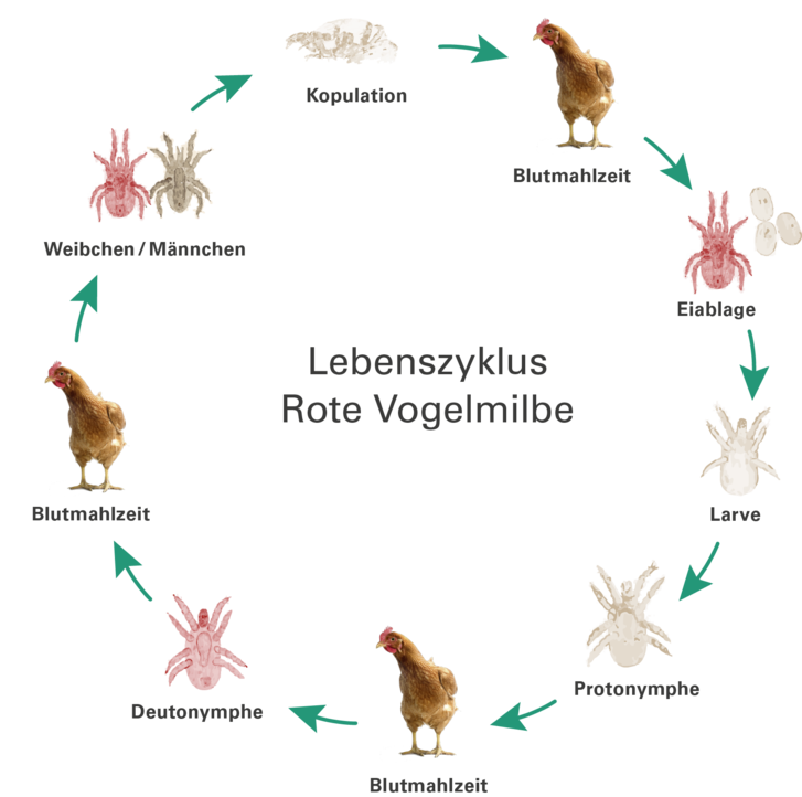 Rote Vogelmilben bekämpfen